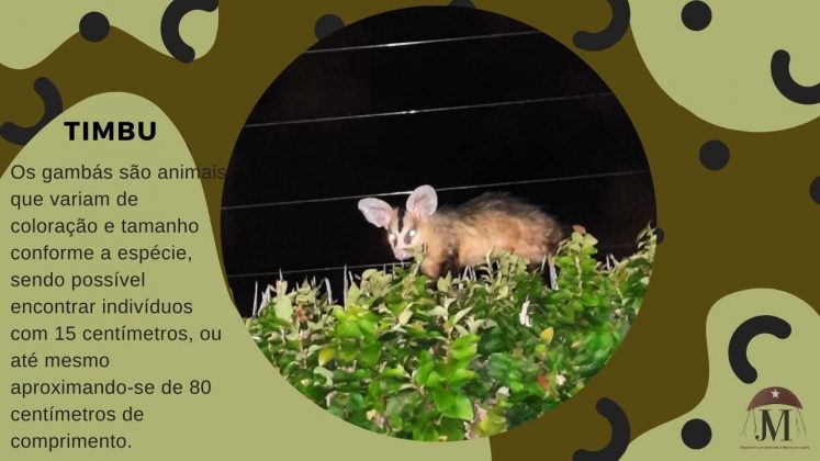 Timbu, um amigo dos seres humanos | Site do João Vicente Machado