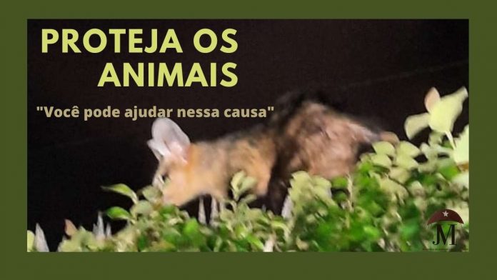 Timbu, um amigo dos seres humanos | Site do João Vicente Machado